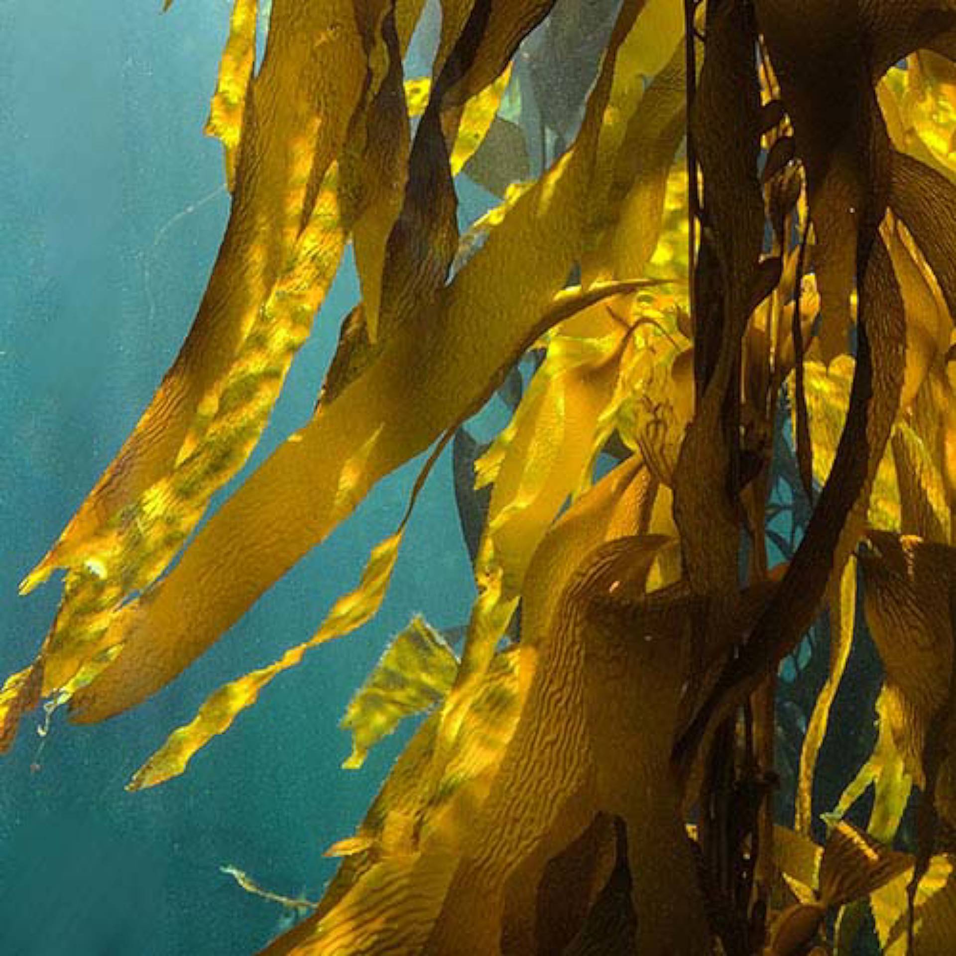 Kelp | Nature's Sunshine