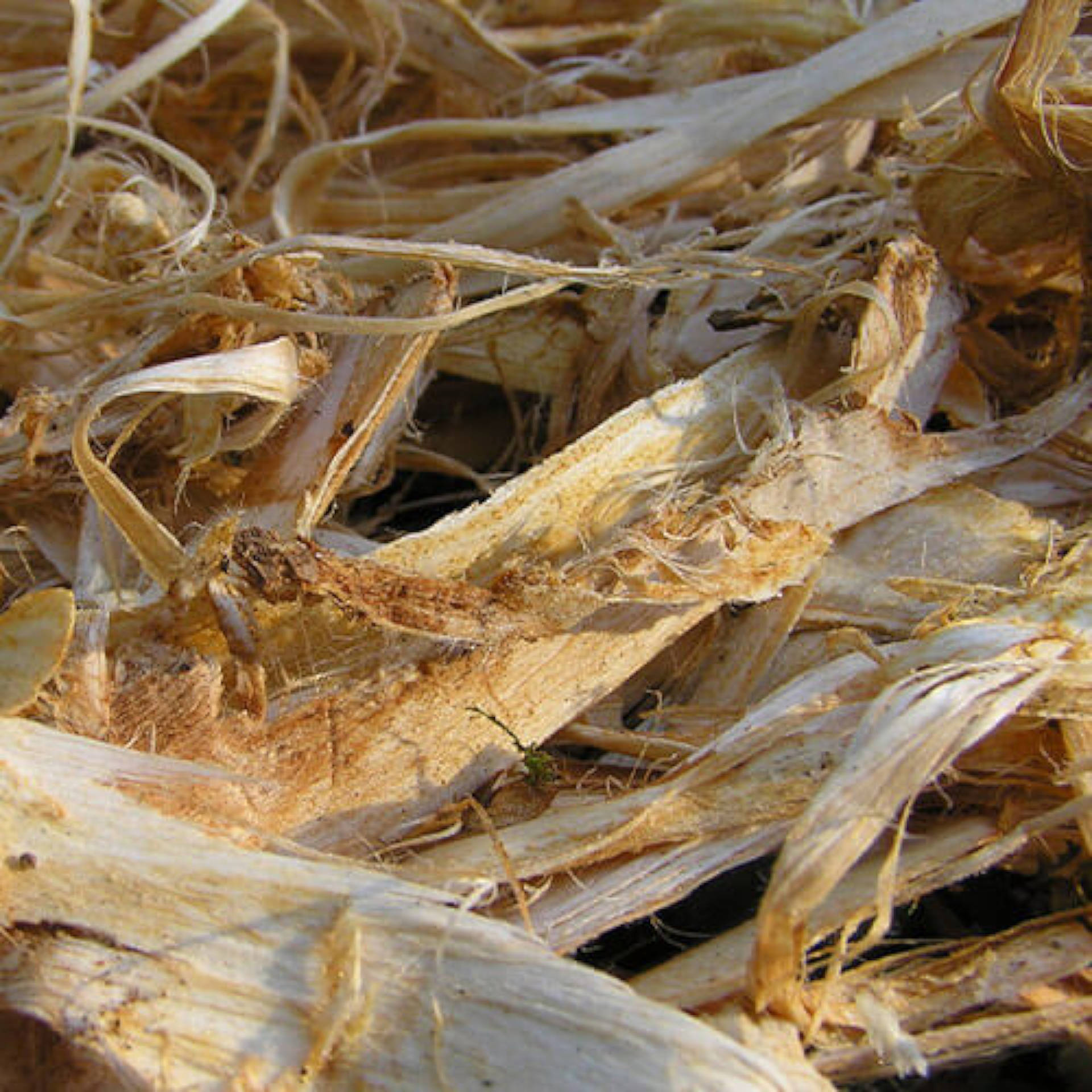 Slippery Elm | Nature's Sunshine