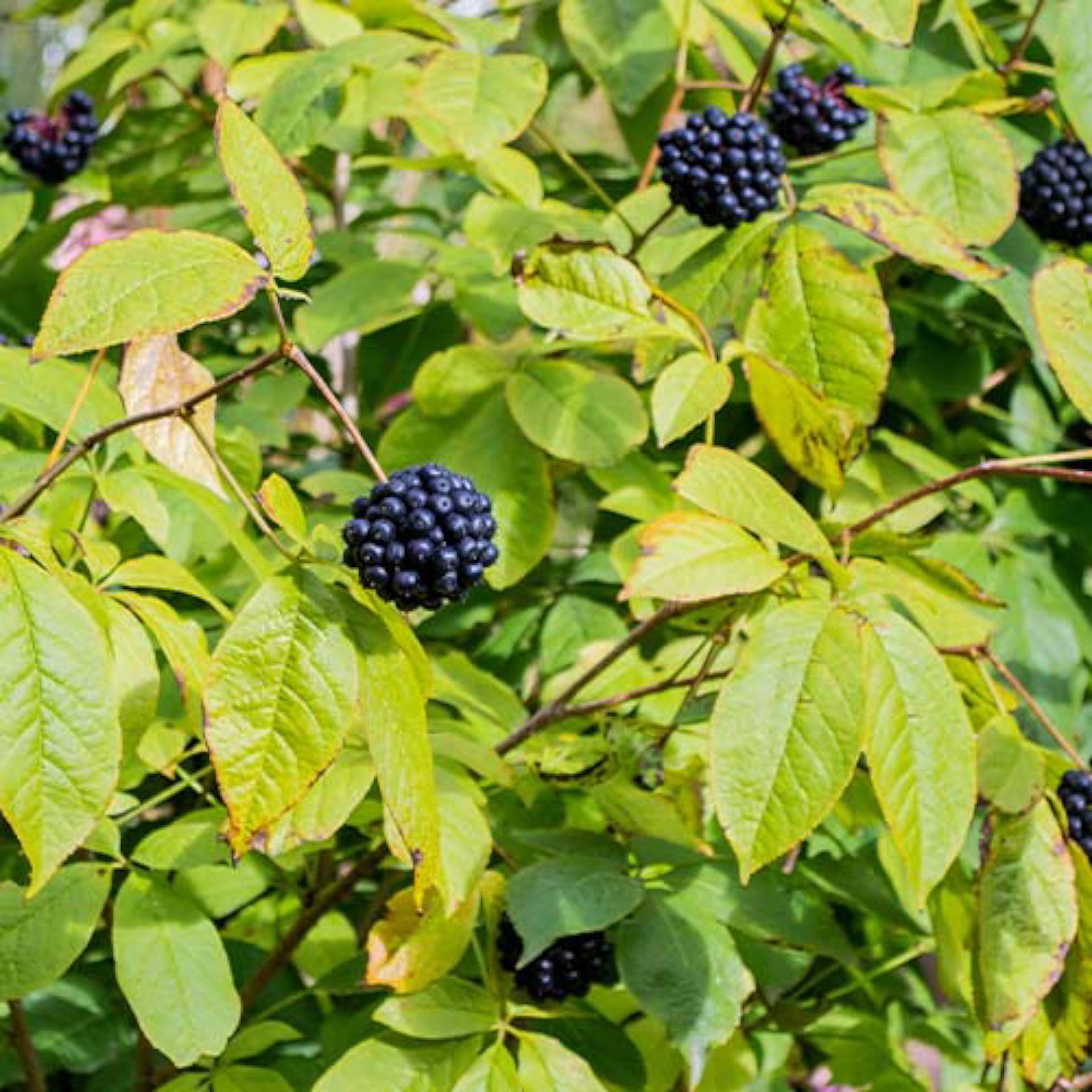 HTP Power | Nature's Sunshine