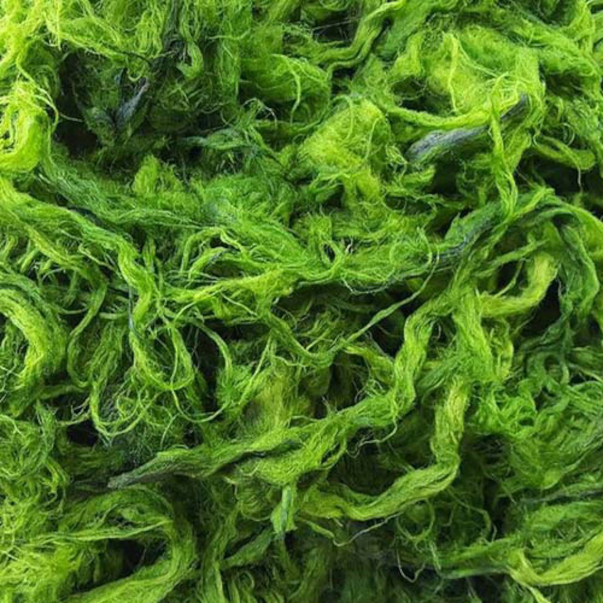 Spirulina | Nature's Sunshine